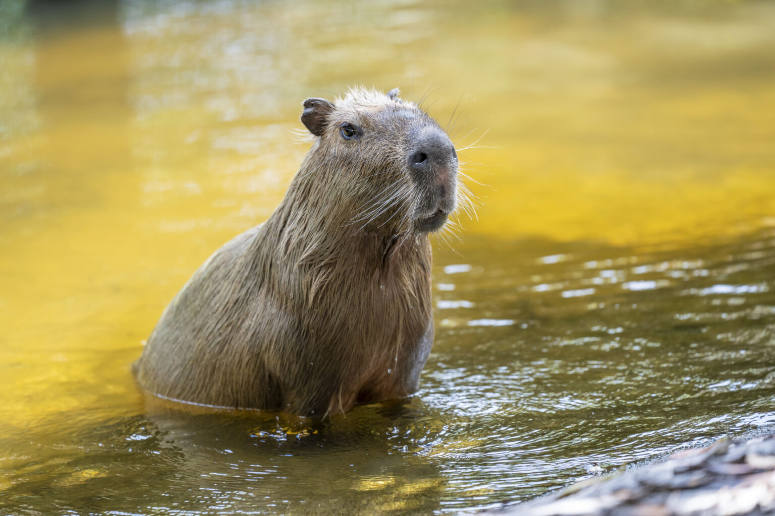 Capybara Weight: How Much Do These Giant Rodents Weigh?