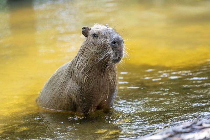 Capybara Weight: How Much Do These Giant Rodents Weigh?
