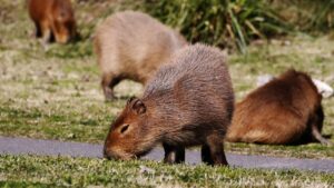 Capybara Poop: Fascinating Facts About Rodent Droppings