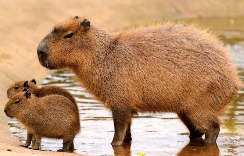 Capybara Lifespan: How Long Do They Live?