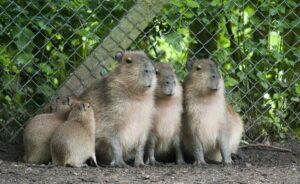 What Do Capybaras Eat: Complete Diet Guide & Feeding Habits