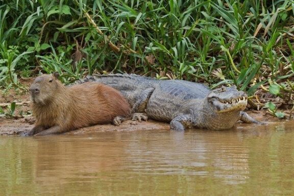 Why Alligators Avoid Eating Capybaras
